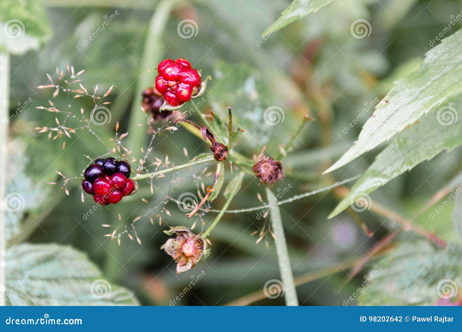 Macro Shot of a Blackberry Growing on a Bush in the Woods Stock Photo ...
