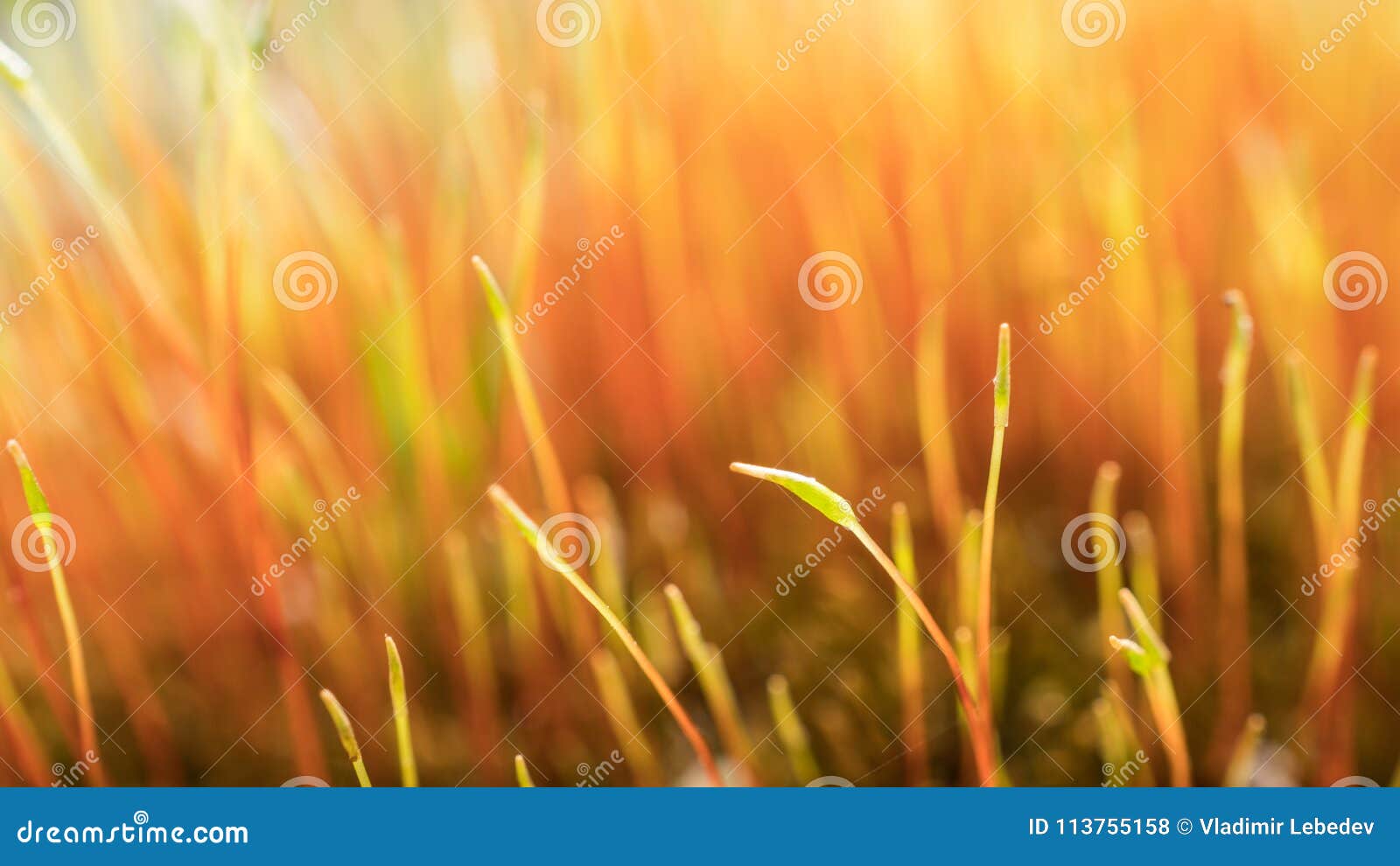 Moss stock photo. Image of macro, spring, moss, shot - 113755158