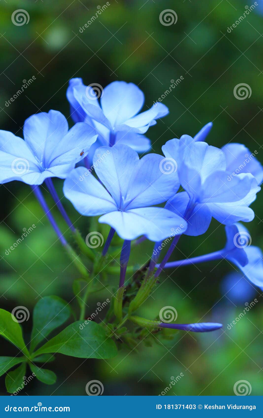 A Macro Shot of Blue Color Spring Flower Stock Image - Image of ...