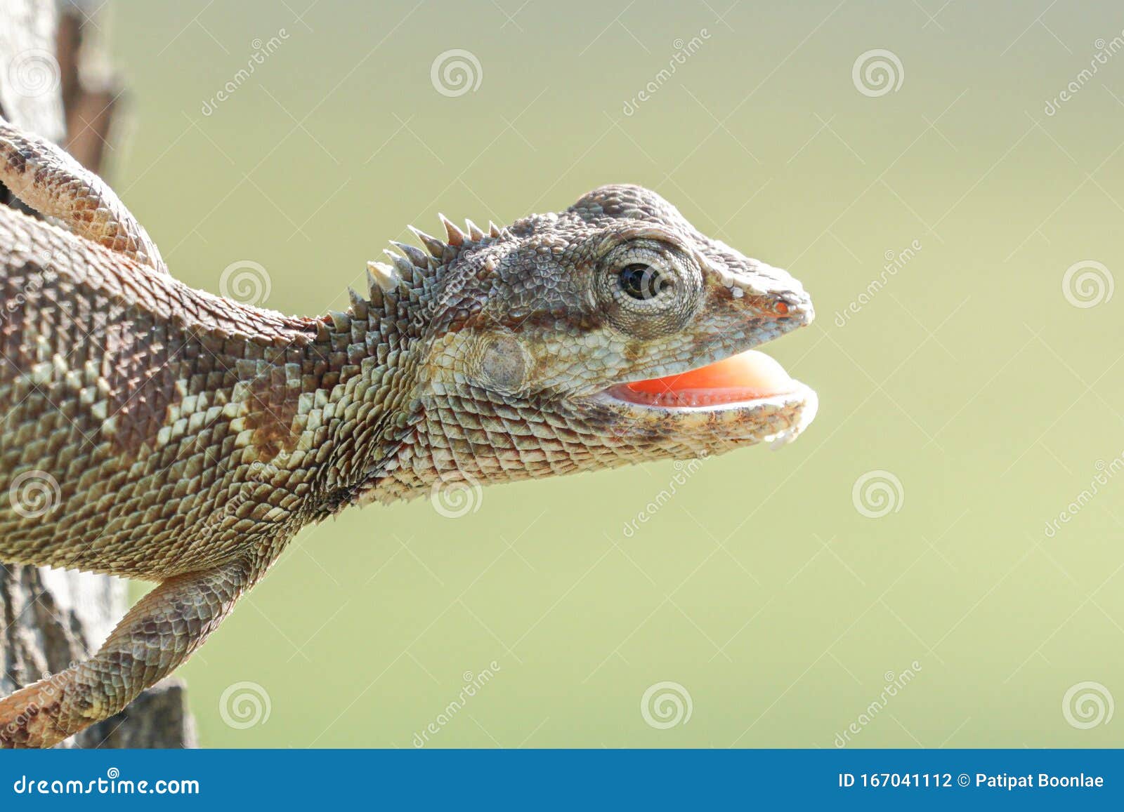 Macro Shot of a Blue-crested Lizard Opening Its Mouth Stock Photo ...