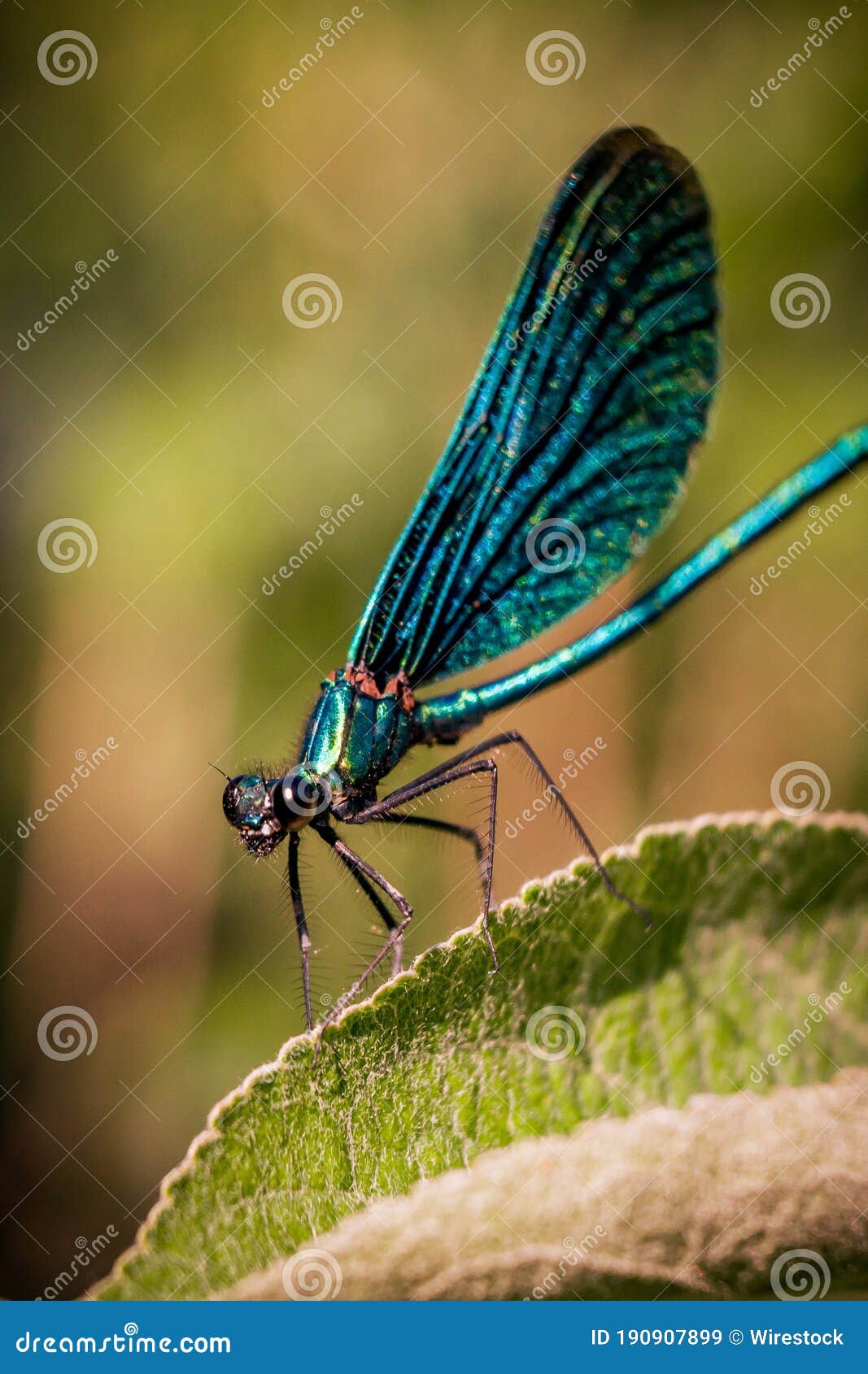 Macro Shot of a Blue Net-winged Insect Sitting on a Leaf Stock Image ...