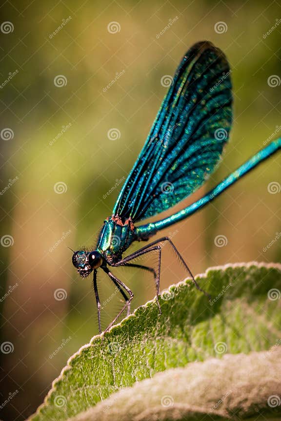Macro Shot of a Blue Net-winged Insect Sitting on a Leaf Stock Image ...
