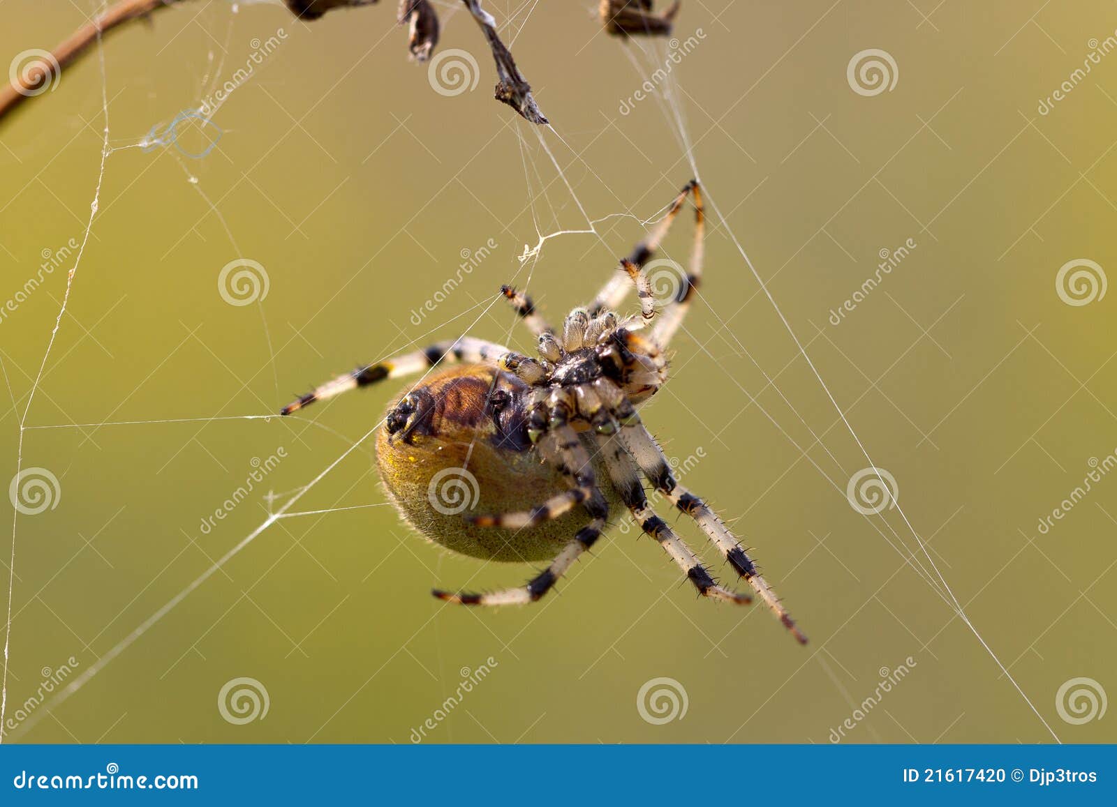 Macro Shot from the Bottom Side of a Spider Stock Photo - Image of ...