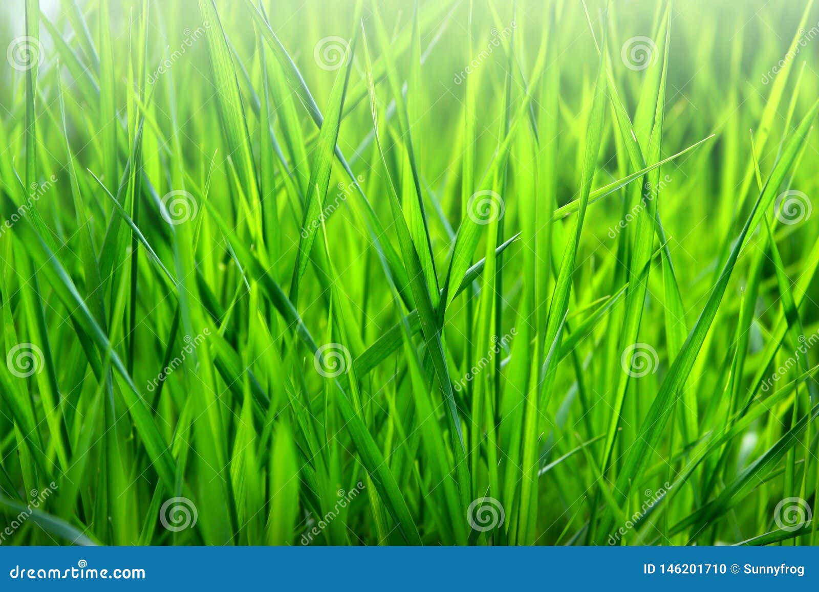 Macro Shot of Bright Green Grass Sprouts in Spring. Green Meadow of ...