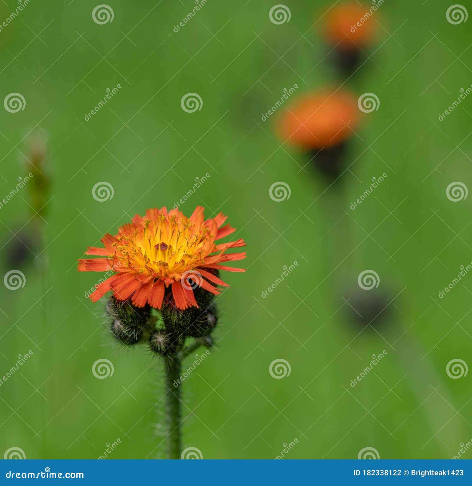 Bright Orange Hawkweed. stock photo. Image of floral - 182338122