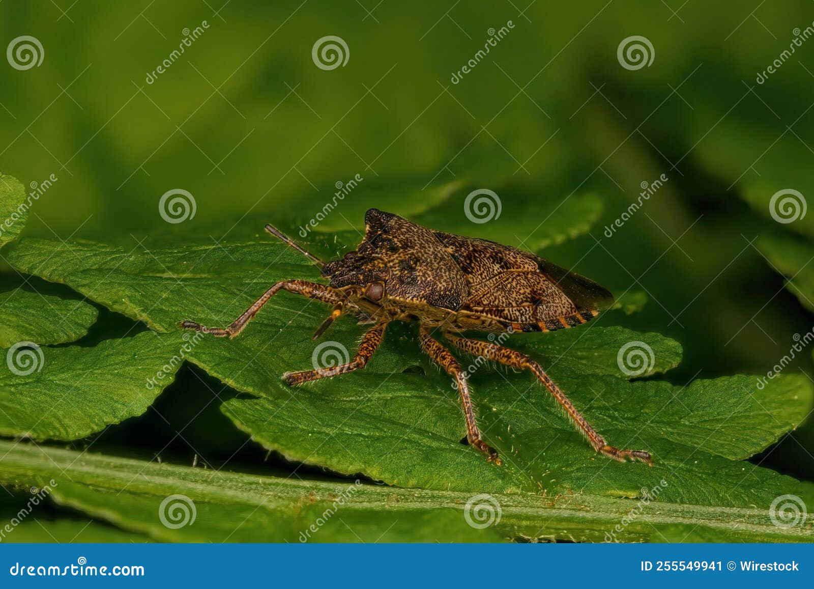 Macro Shot of Bronze Shieldbug (troilus Luridus) on Green Leaf Stock ...