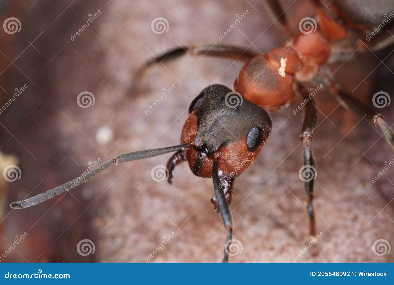 Macro Shot of a Brown Big Ant with Long Antennas Stock Photo - Image of ...