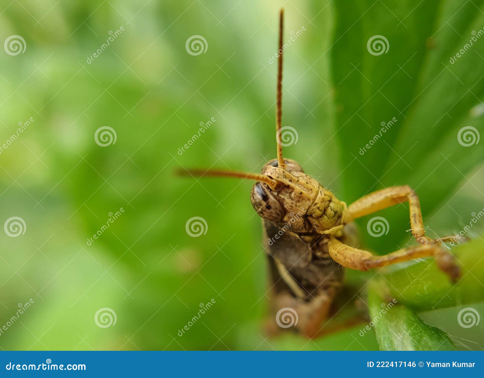 Macro Shot of Brown Color Grasshopper Insect Cricket Insect Stock Photo ...