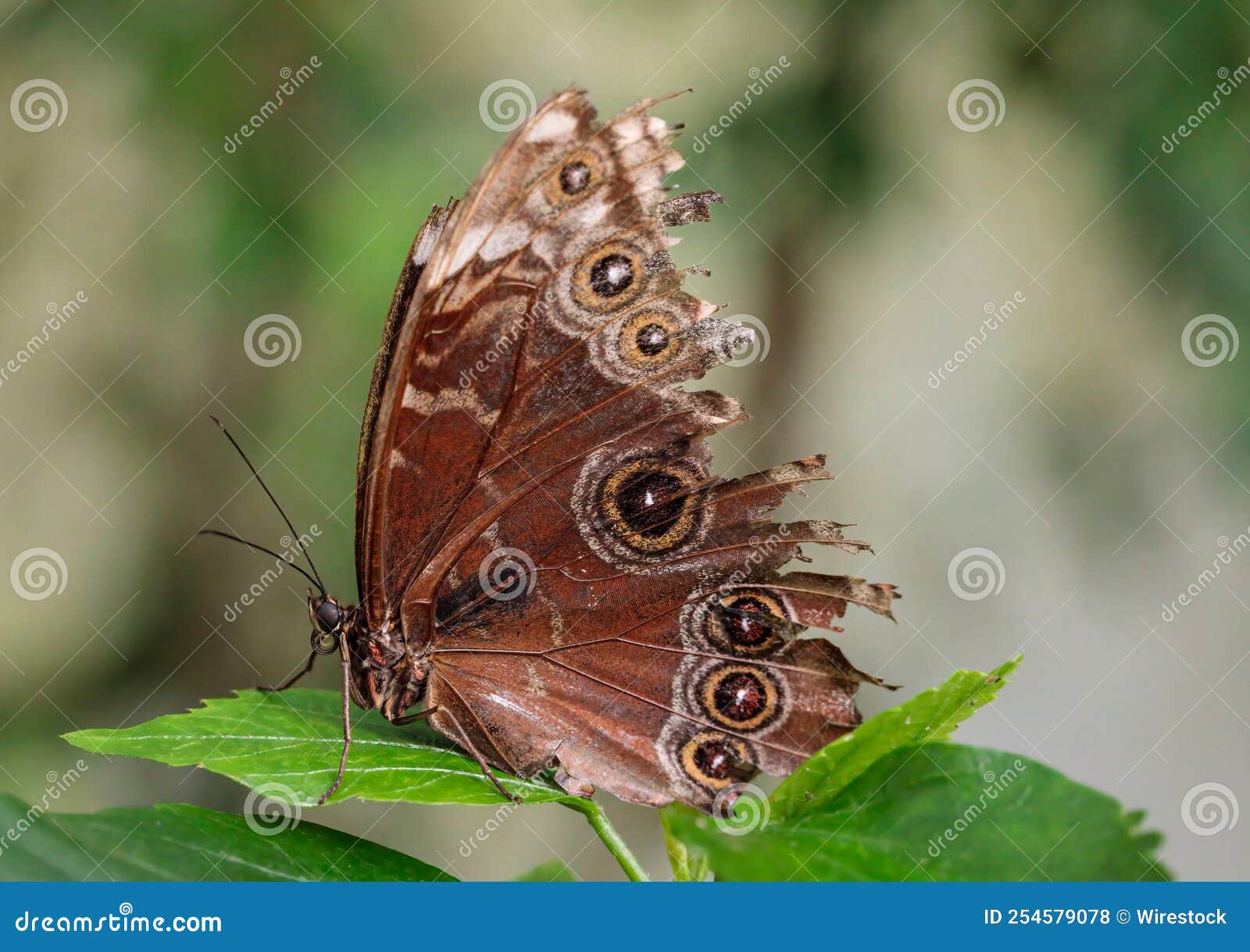 Macro Shot of a Brown Doted Blue Morpho Butterfly on the Green Leave ...