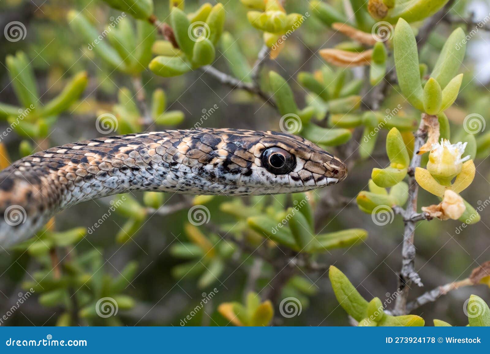 A Closeup Shot of a Patterned Brown Snake Slithering in a Shrub Stock ...