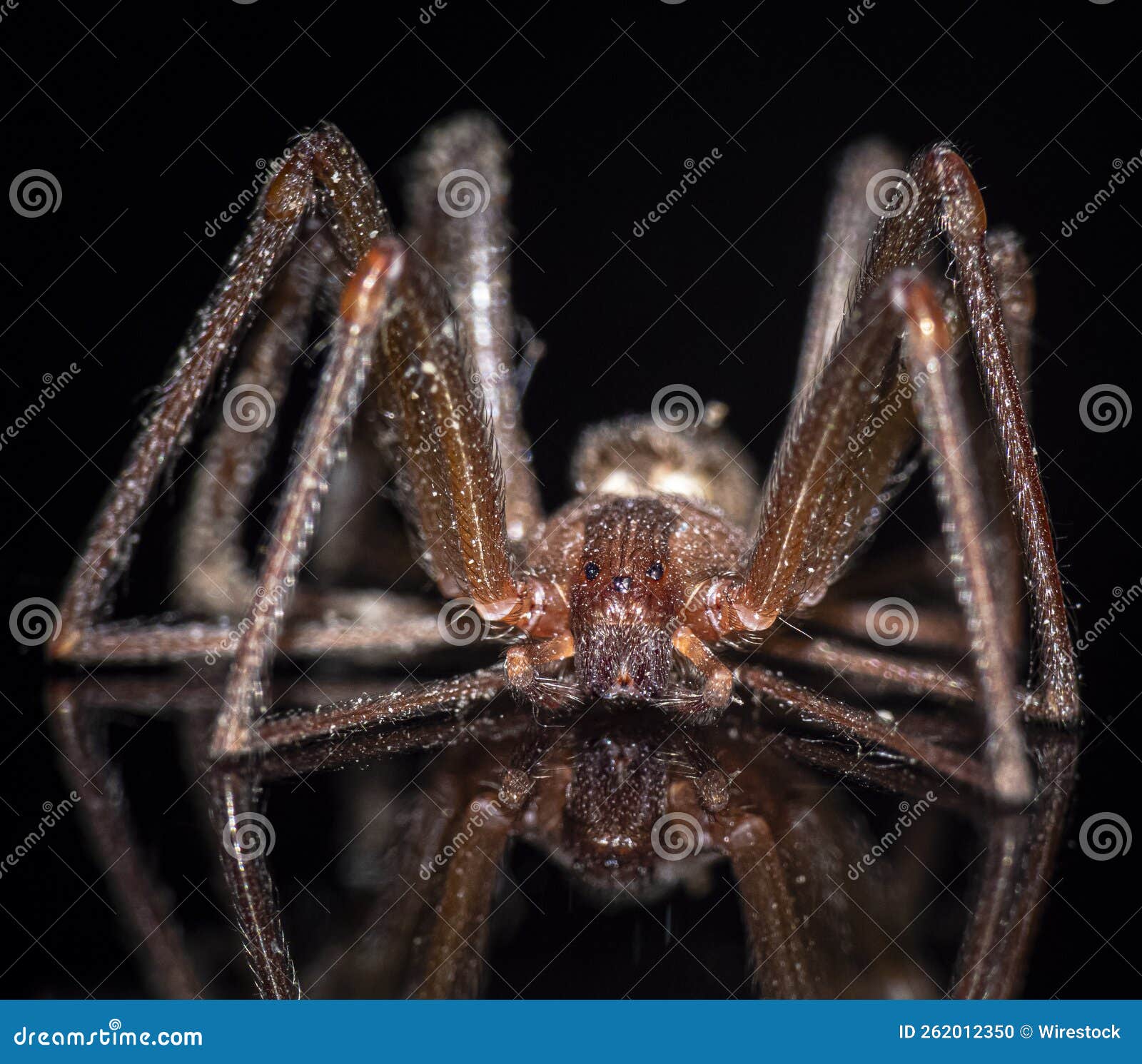 Macro Shot of a Brown Recluse Spider Stock Photo - Image of arachnid ...