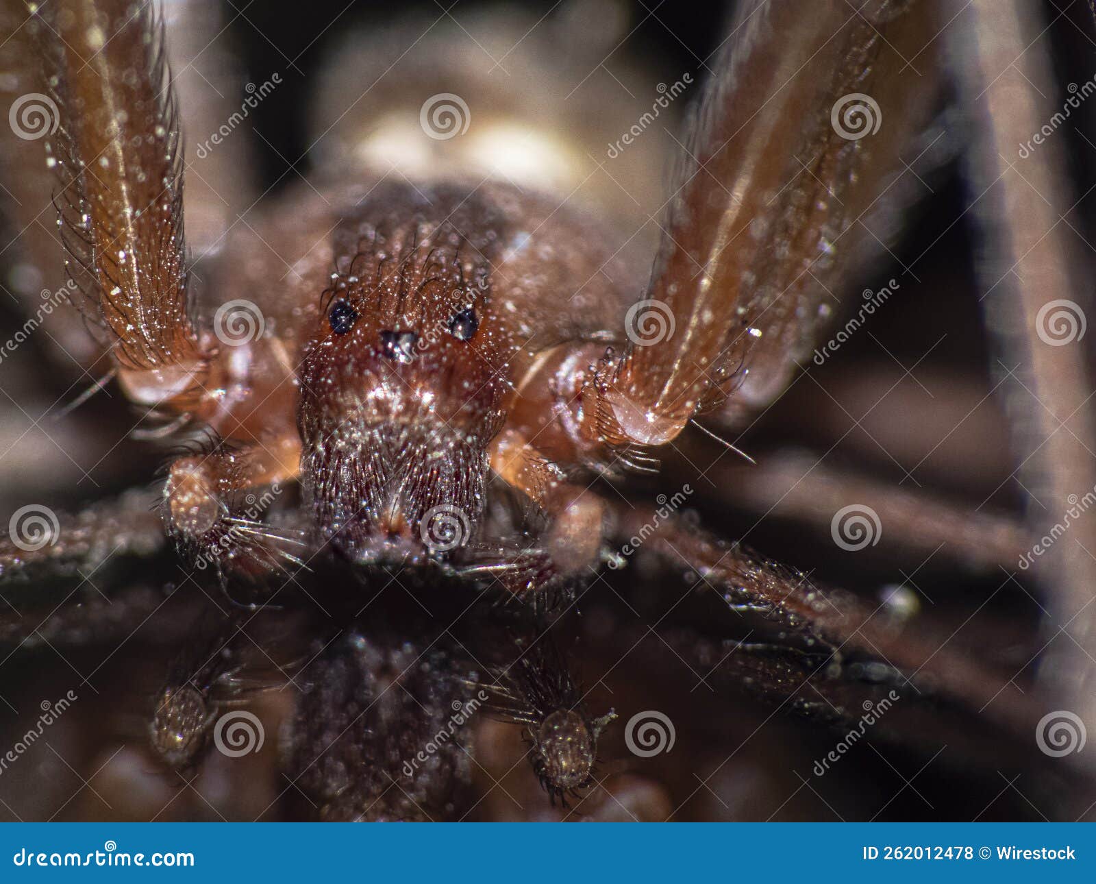 Brown Recluse Spider Stock Image | CartoonDealer.com #256494403