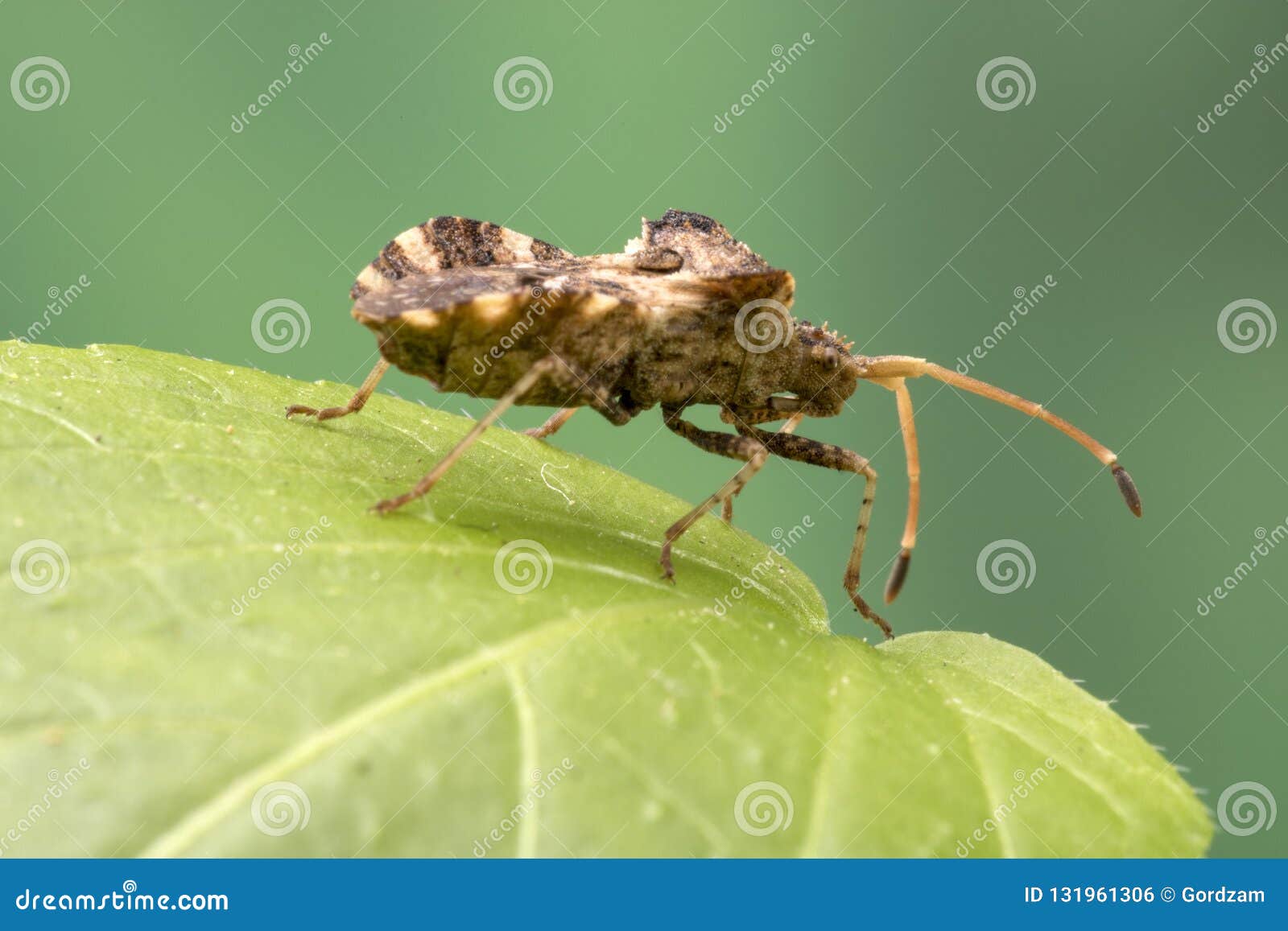 Brown shield bug Coreus sp stock photo. Image of close - 131961306