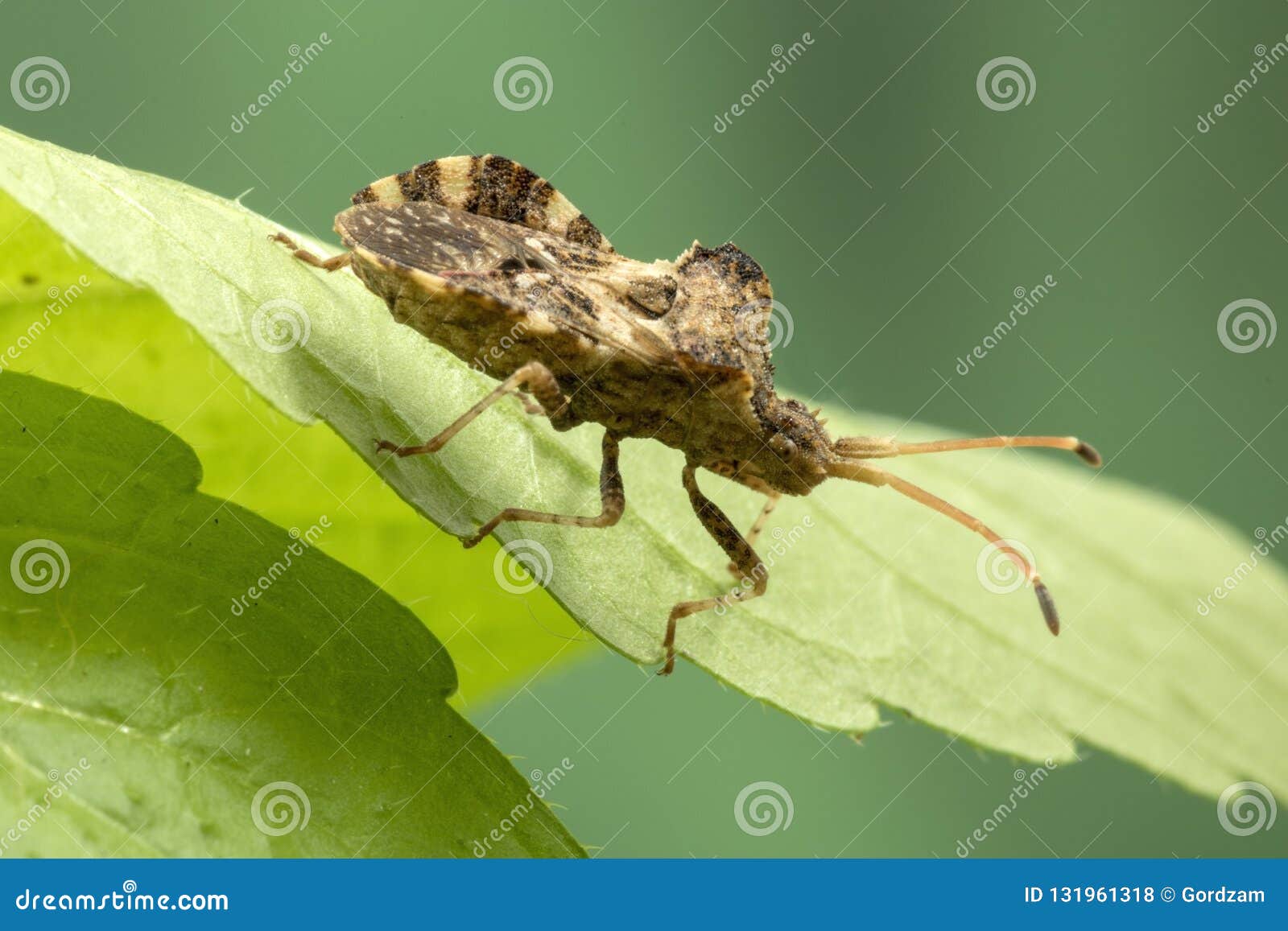 Brown shield bug Coreus sp stock photo. Image of color - 131961318