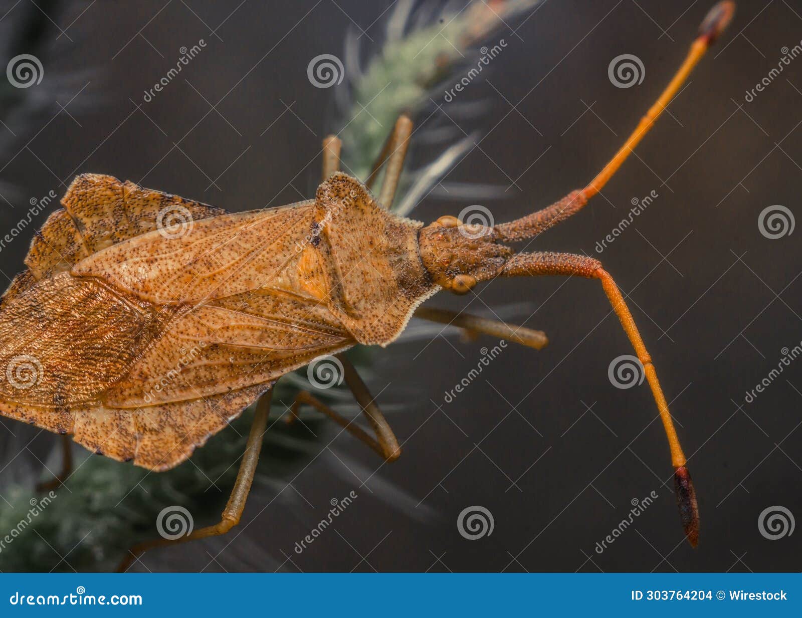 Macro Shot of a Brown Stink Bug on a Branch Surface Stock Photo - Image ...