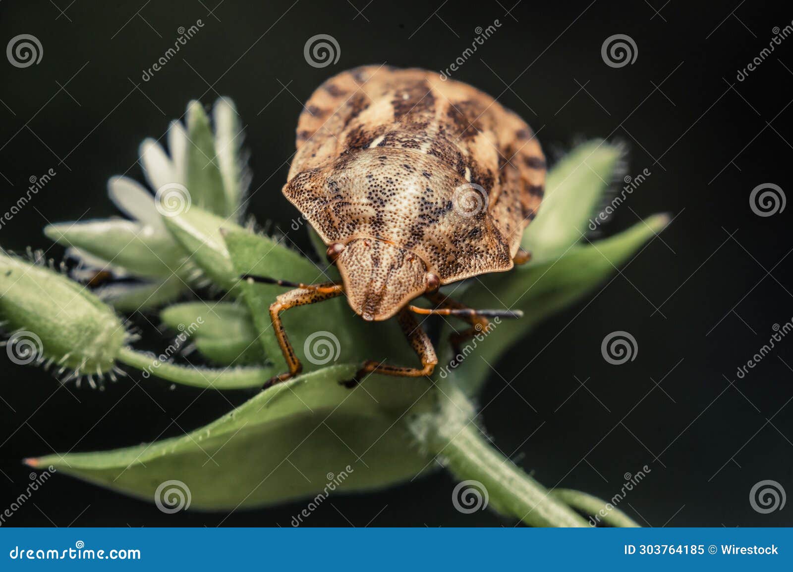 Macro Shot of a Brown Stink Bug on a Green Plant Bud Stock Image ...