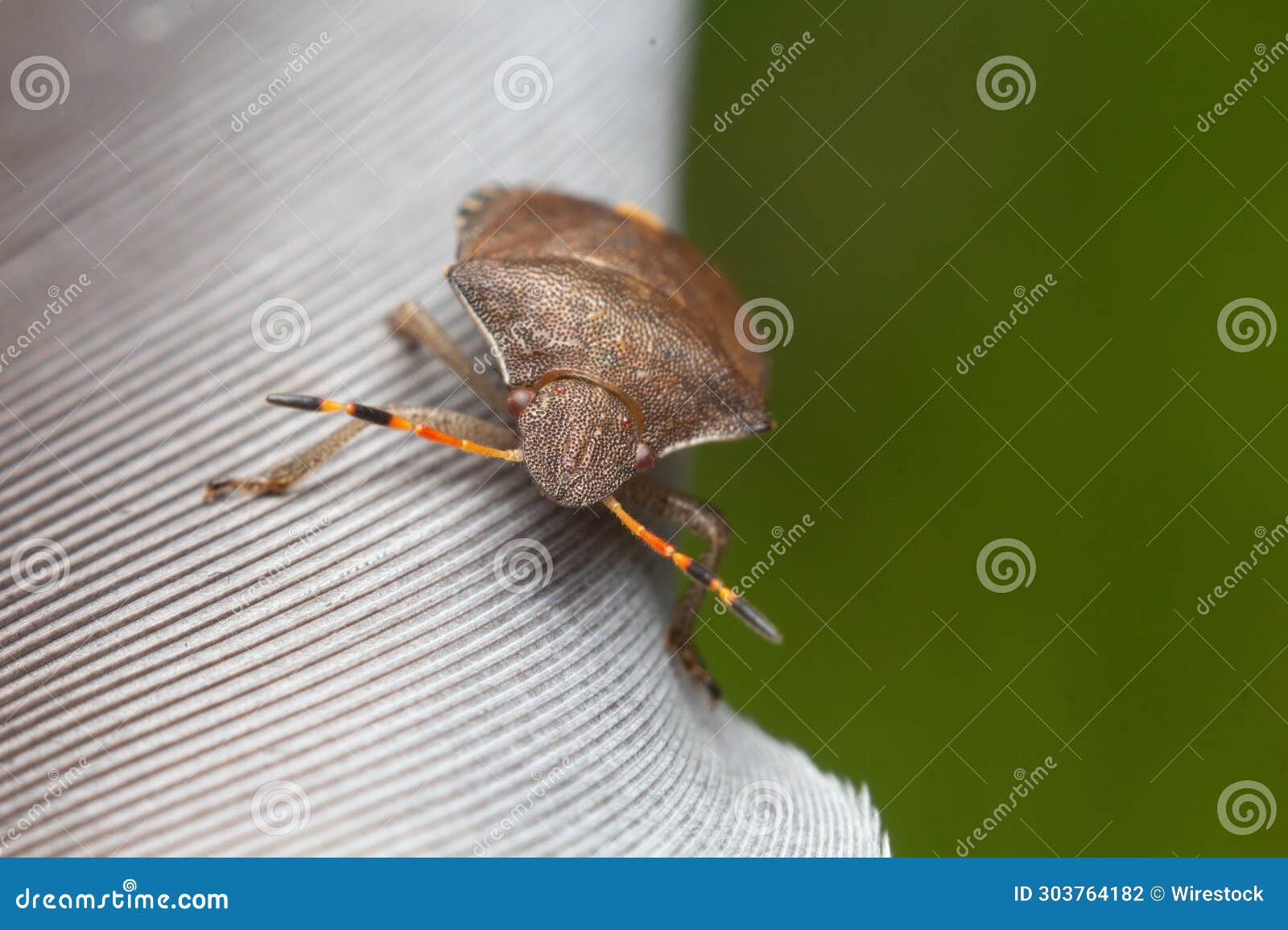 Macro Shot of a Brown Stink Bug on a Striped Leaf Surface Stock Photo ...