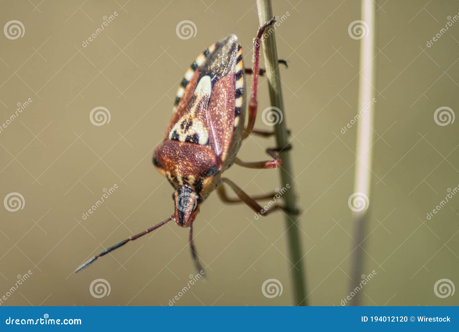 Macro Shot of a Bug on a Plant Stock Photo - Image of tropical, flora ...