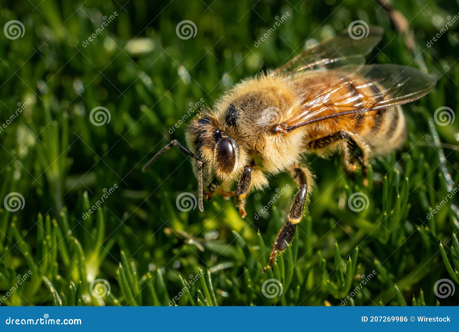 Macro Shot of a Bumblebee on Green Grass Stock Photo - Image of lawn ...