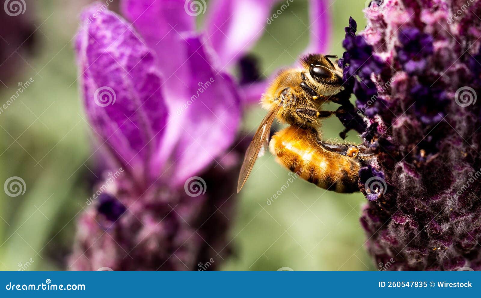 Macro Shot of a Bumblebee on a Lavender Stock Image - Image of ...