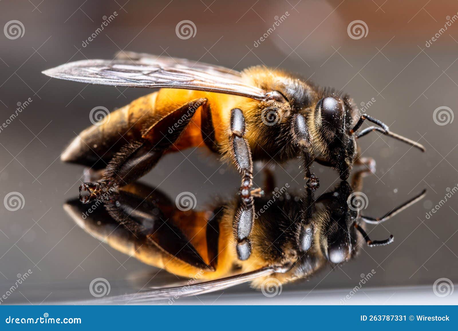 Macro Shot of a Bumblebee Perched on a Black Reflective Surface Stock ...