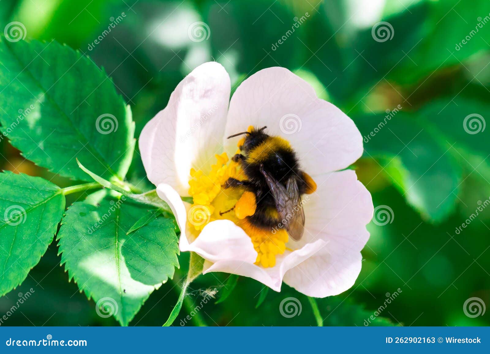 Macro Shot of a Bumblebee Pollinating a White Flower Stock Image ...