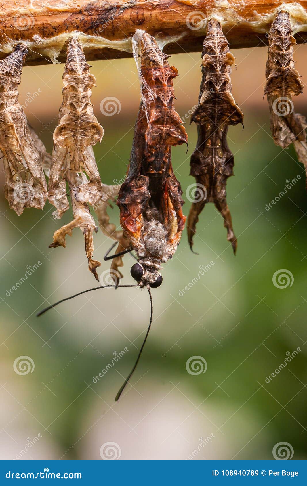 Cocoon And The Empty Chrysalis Of Butterfly Stock Photography ...
