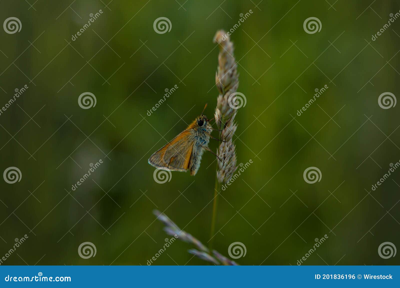 Macro Shot of a Butterfly on a Plant Stock Photo - Image of nature ...