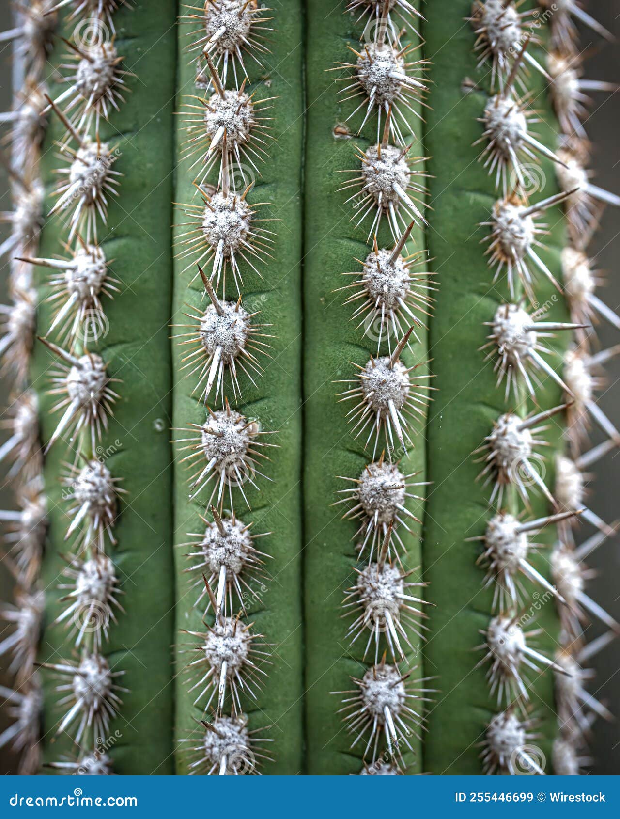 Macro Shot of a Cactus Plant Stock Image - Image of beautiful, insect ...