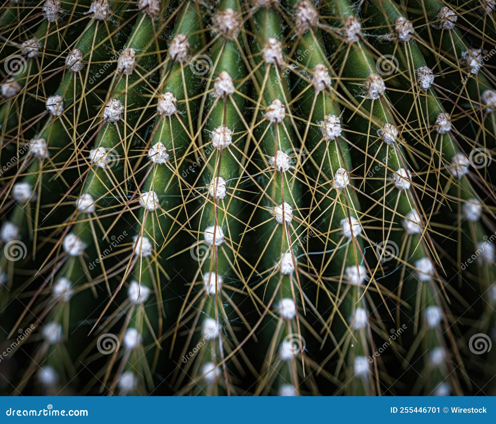 Macro Shot of a Cactus Plant Stock Image - Image of cactus, desert ...