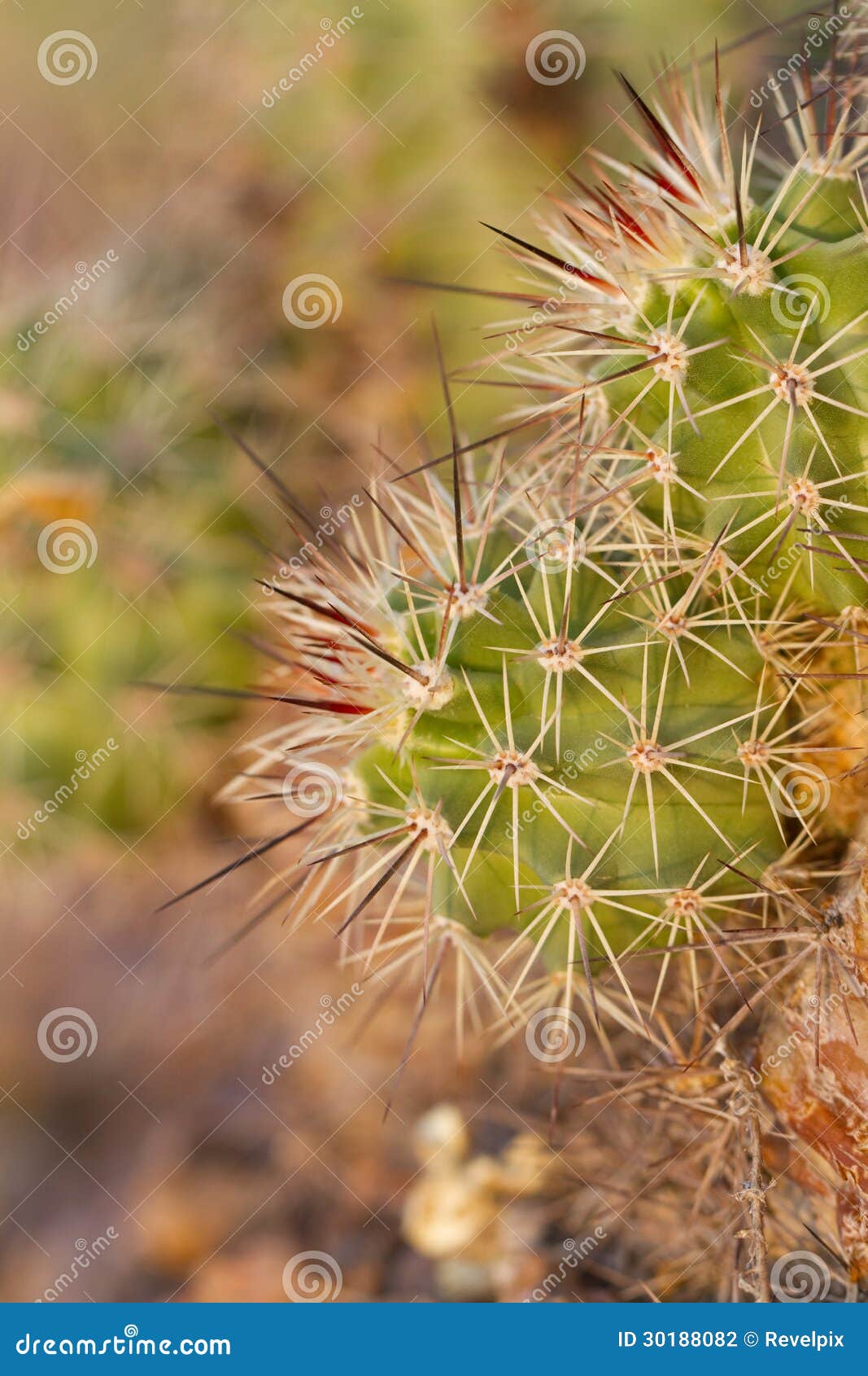 Cactus Macro stock photo. Image of sunlight, vertical - 30188082