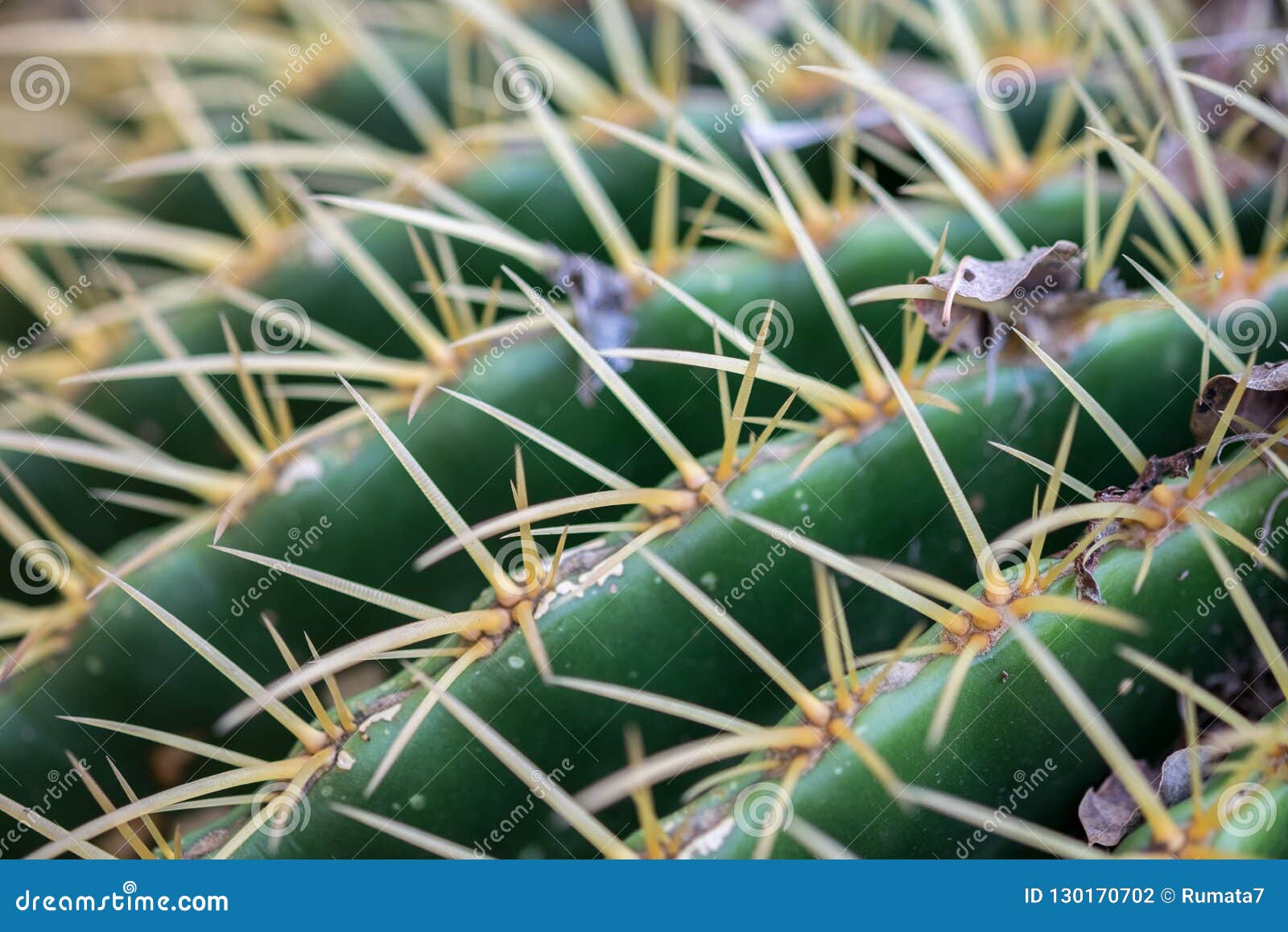 Macro Shot of Cactus Spines Stock Photo - Image of green, blurred ...