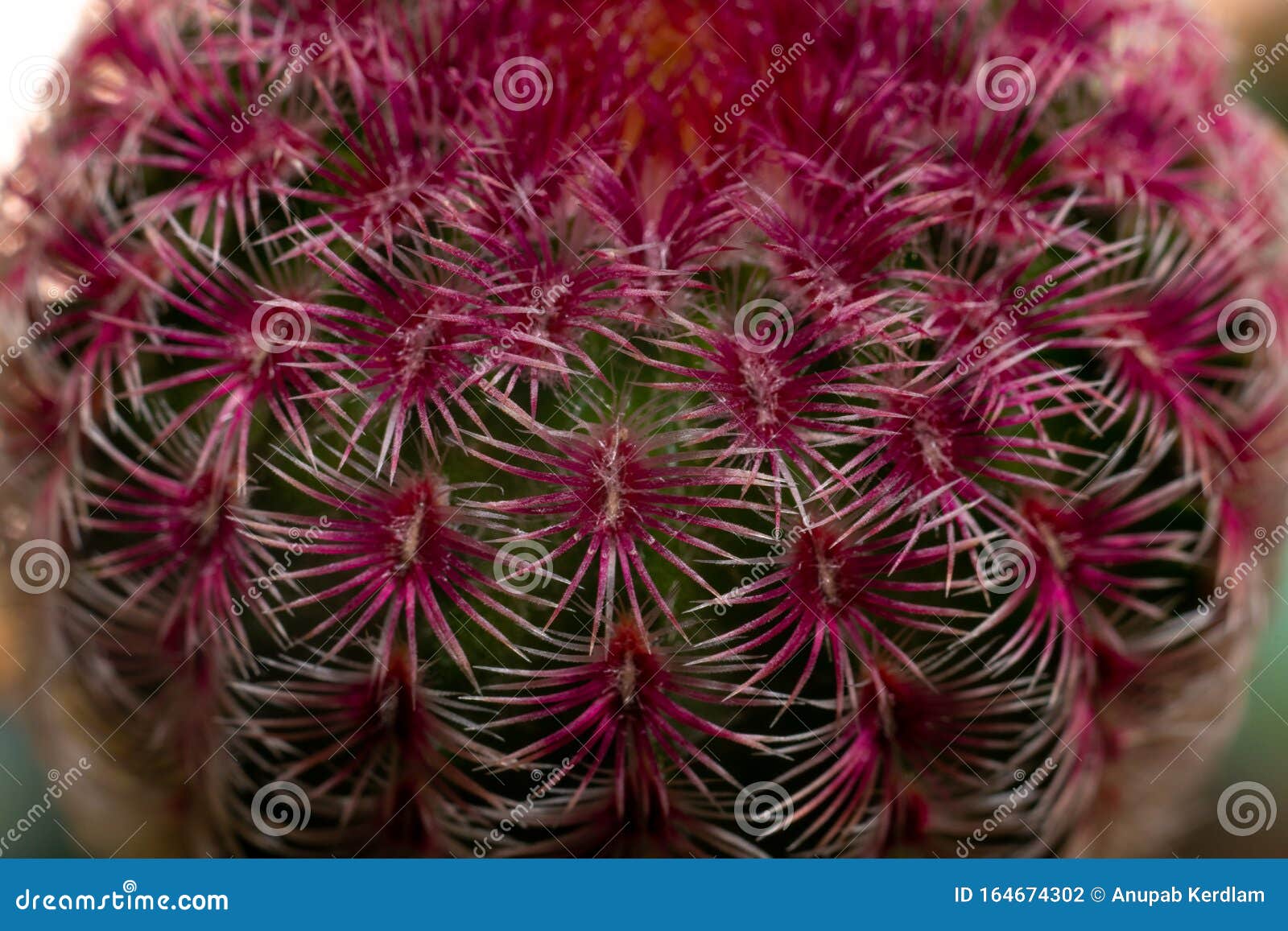 Macro Shot of Cactus Thorns Stock Photo - Image of macro, soil: 164674302