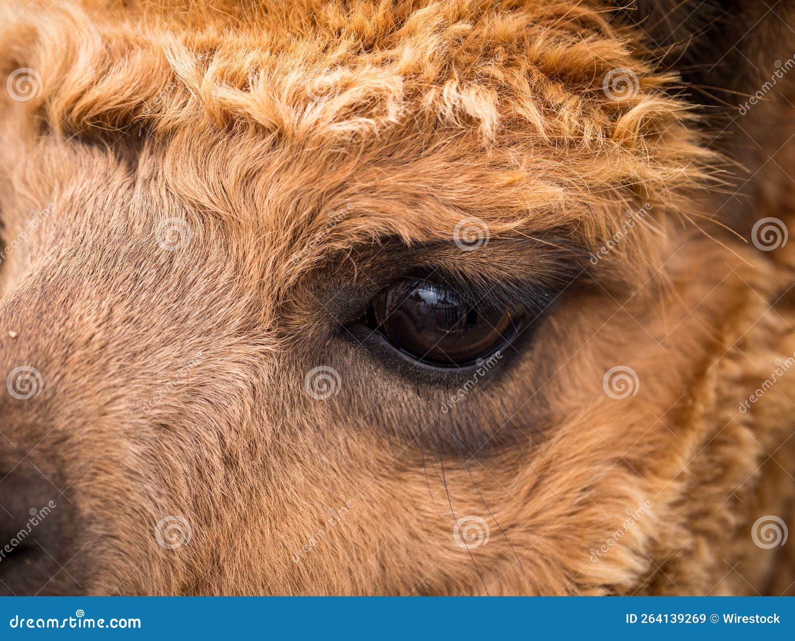 Macro Shot of Camel S Eye (Camelus) Stock Image - Image of livestock ...