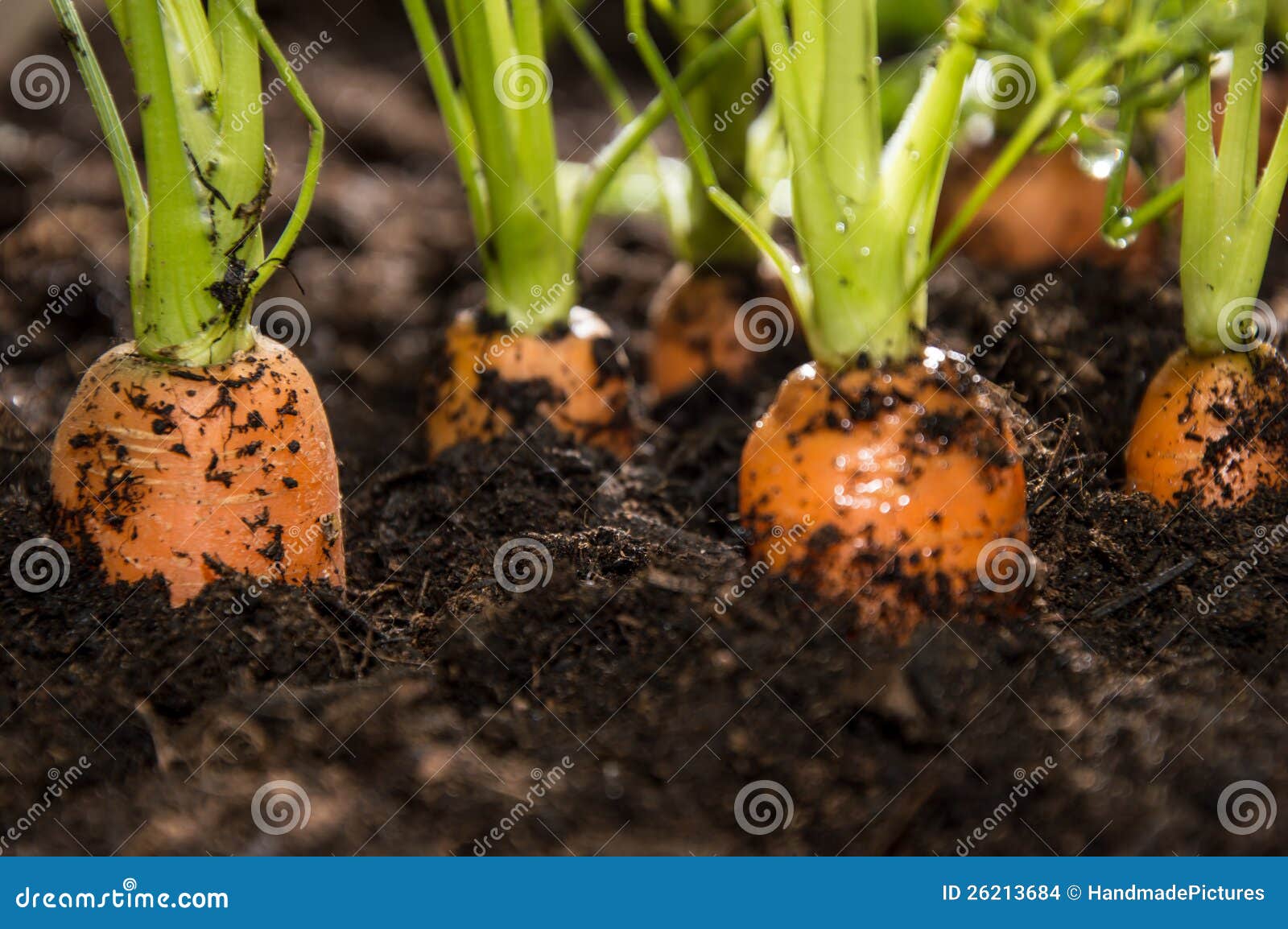 Macro Shot of Carrots in Dirt Stock Photo - Image of planting, outdoors ...