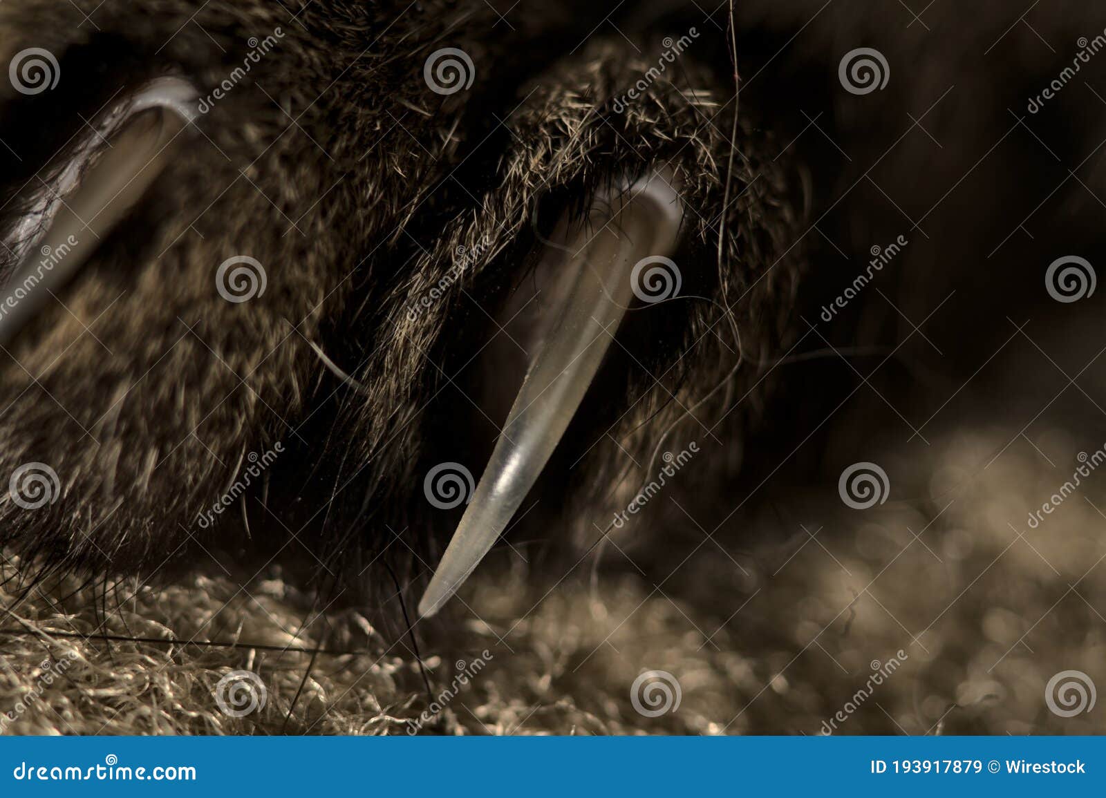 Macro shot of cat claws stock image. Image of gray, background - 193917879