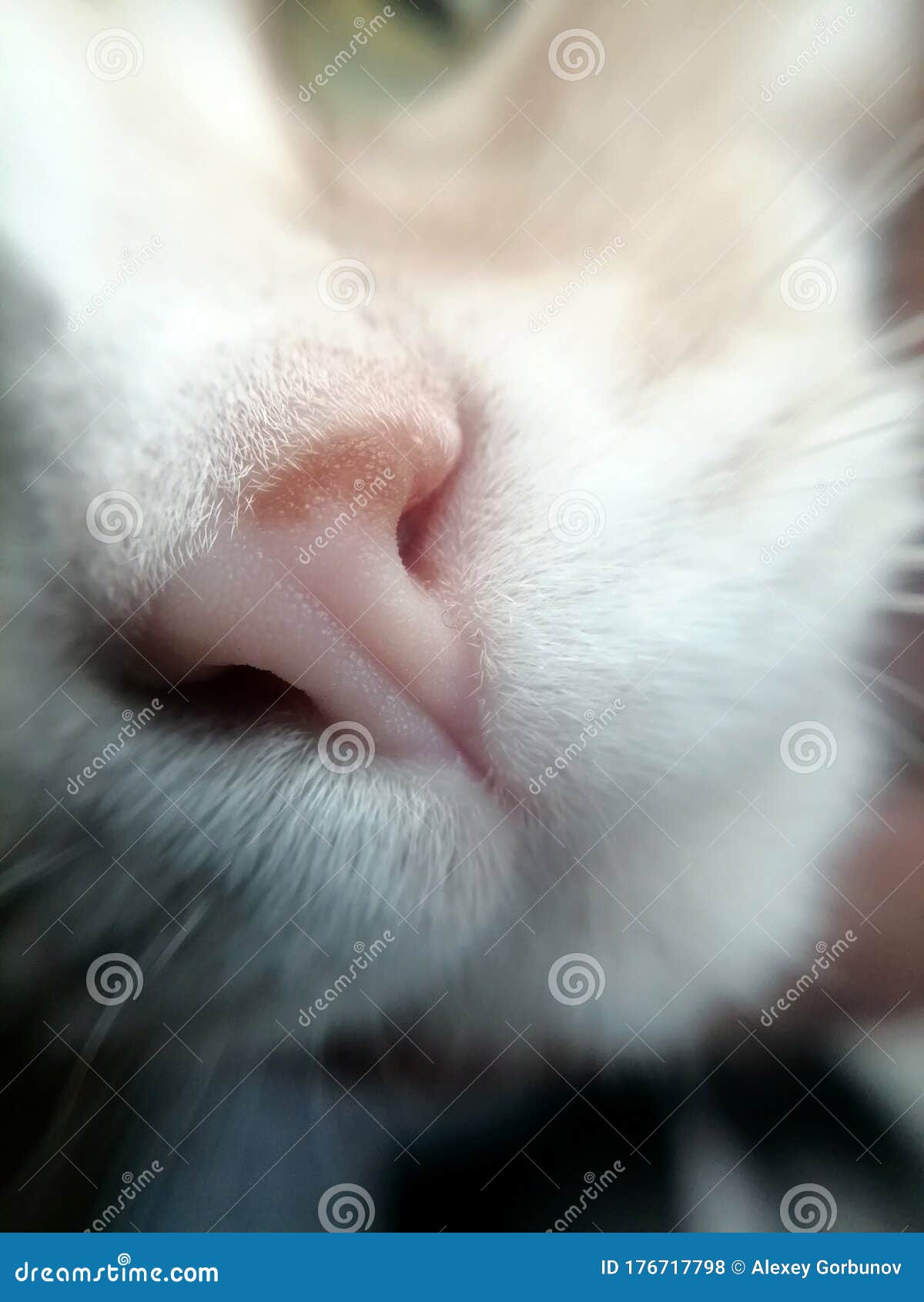 Macro shot of a cat`s face stock photo. Image of view - 176717798