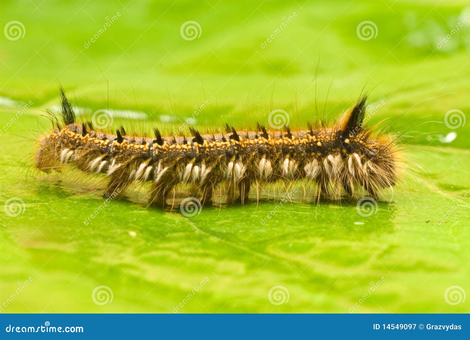 Macro shot of caterpillar stock image. Image of butterfly - 14549097
