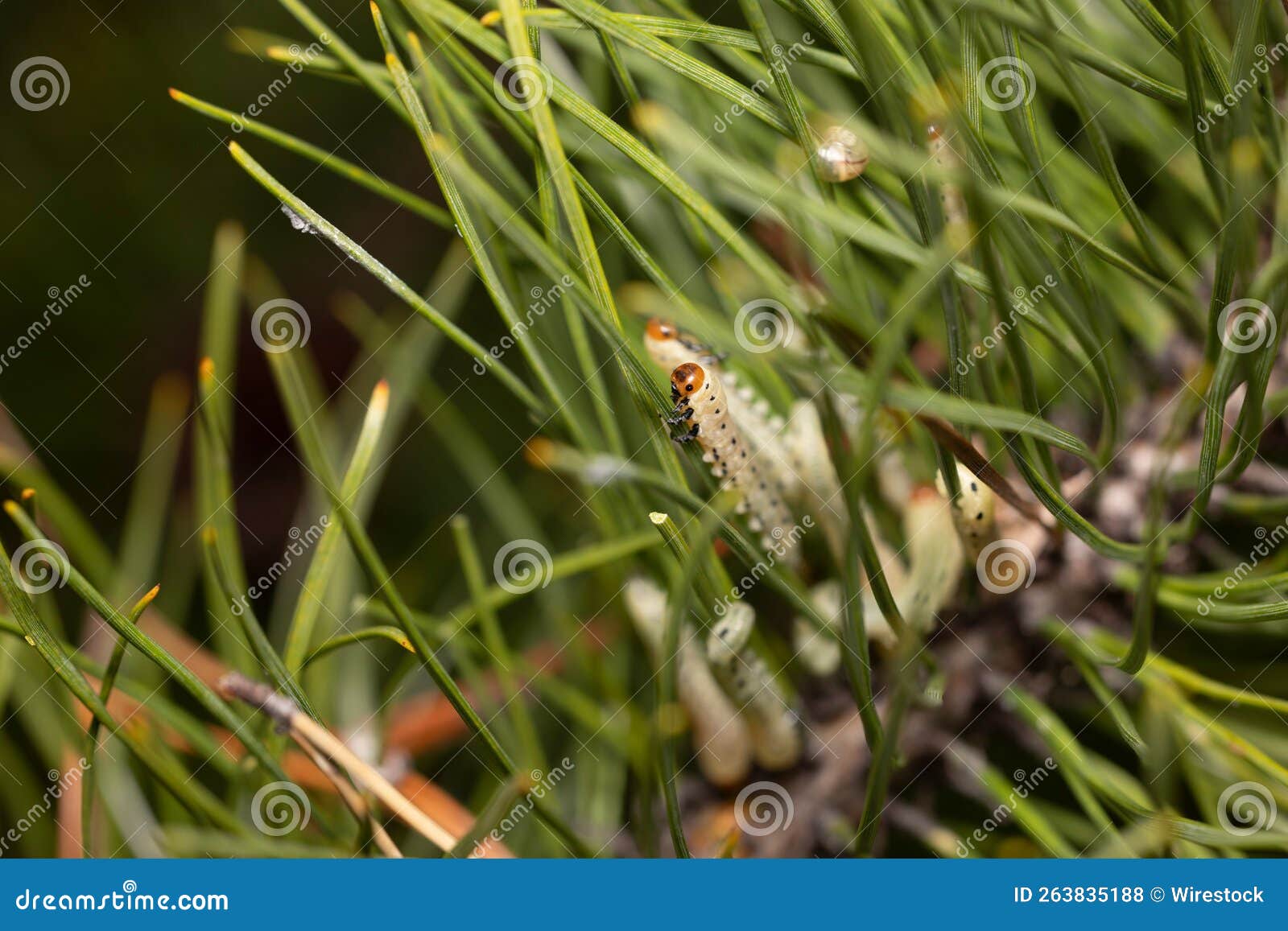 Macro Shot of Caterpillars Holding on To a Pine Tree Spikes Stock Photo ...
