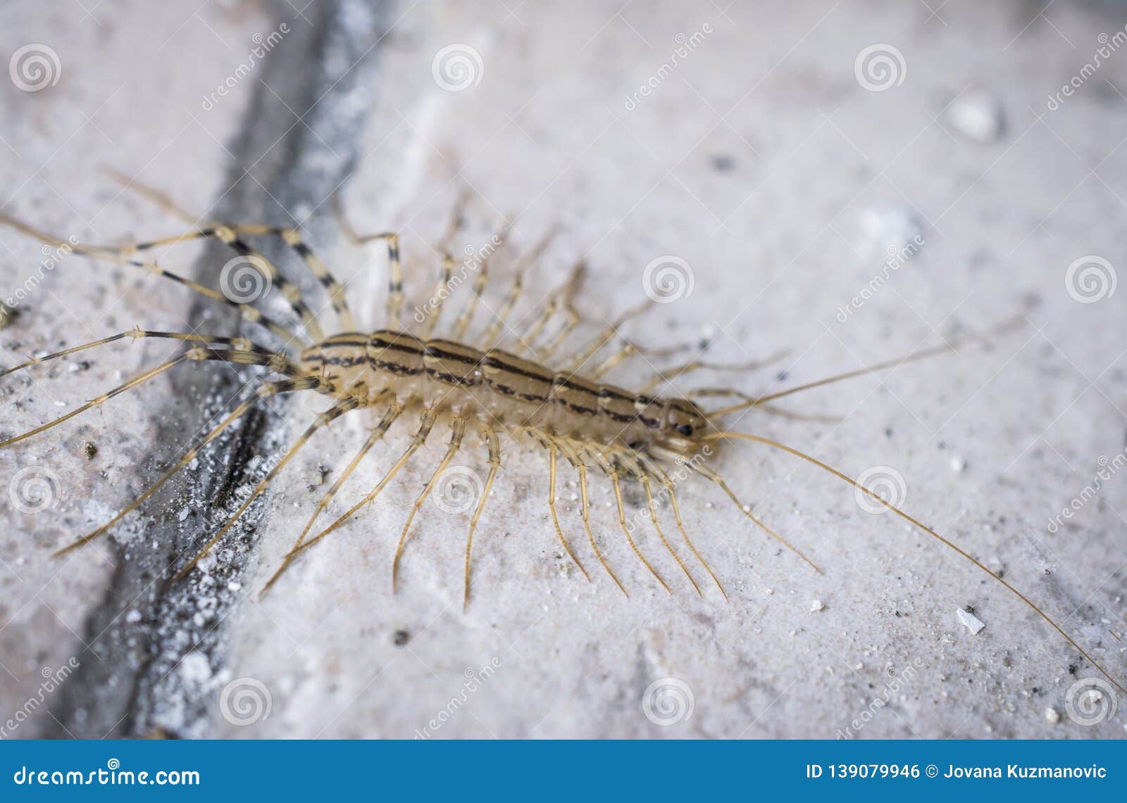 A close-up of a centipede stock photo. Image of creature - 139079946