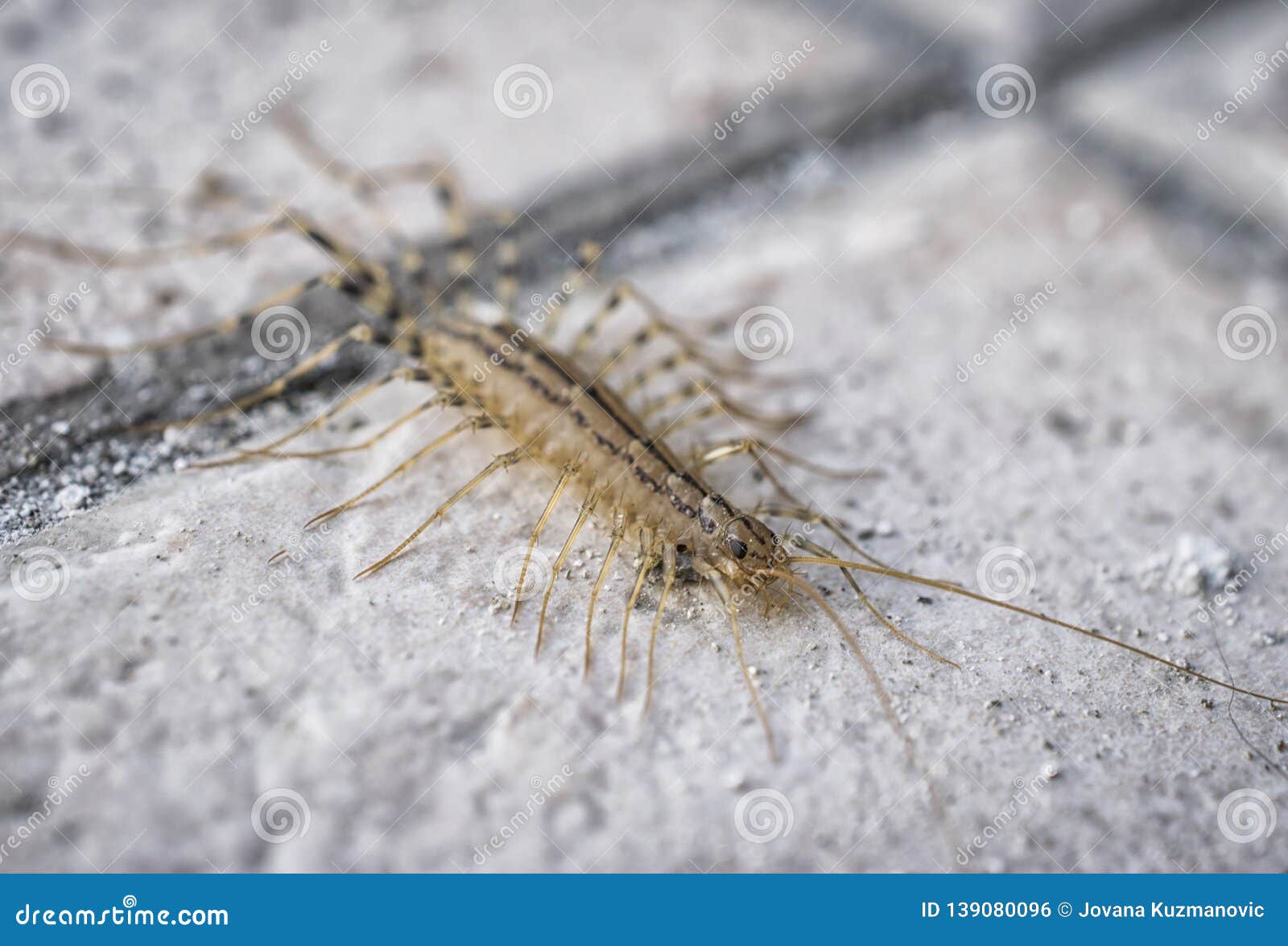A close-up of a centipede stock photo. Image of natural - 139080096