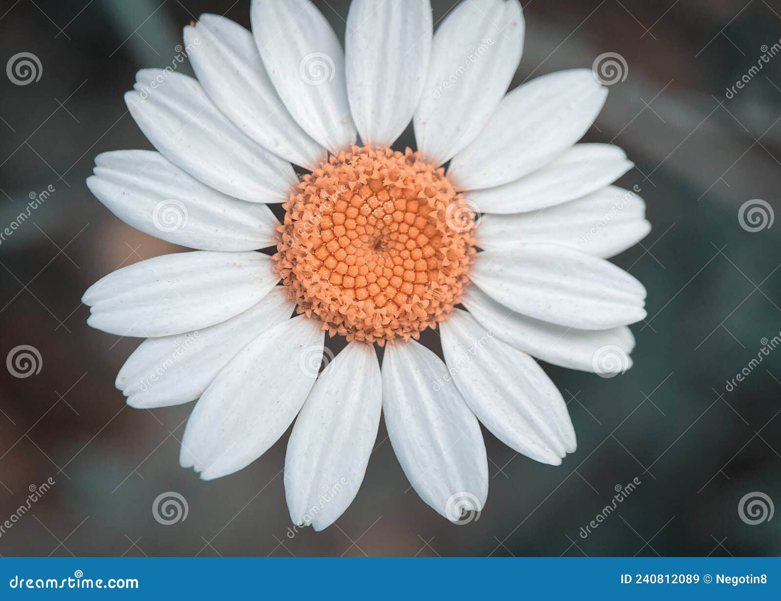 Macro Shot of Chamomile or Daisy Flower Fibonacci Pattern Stock Image ...