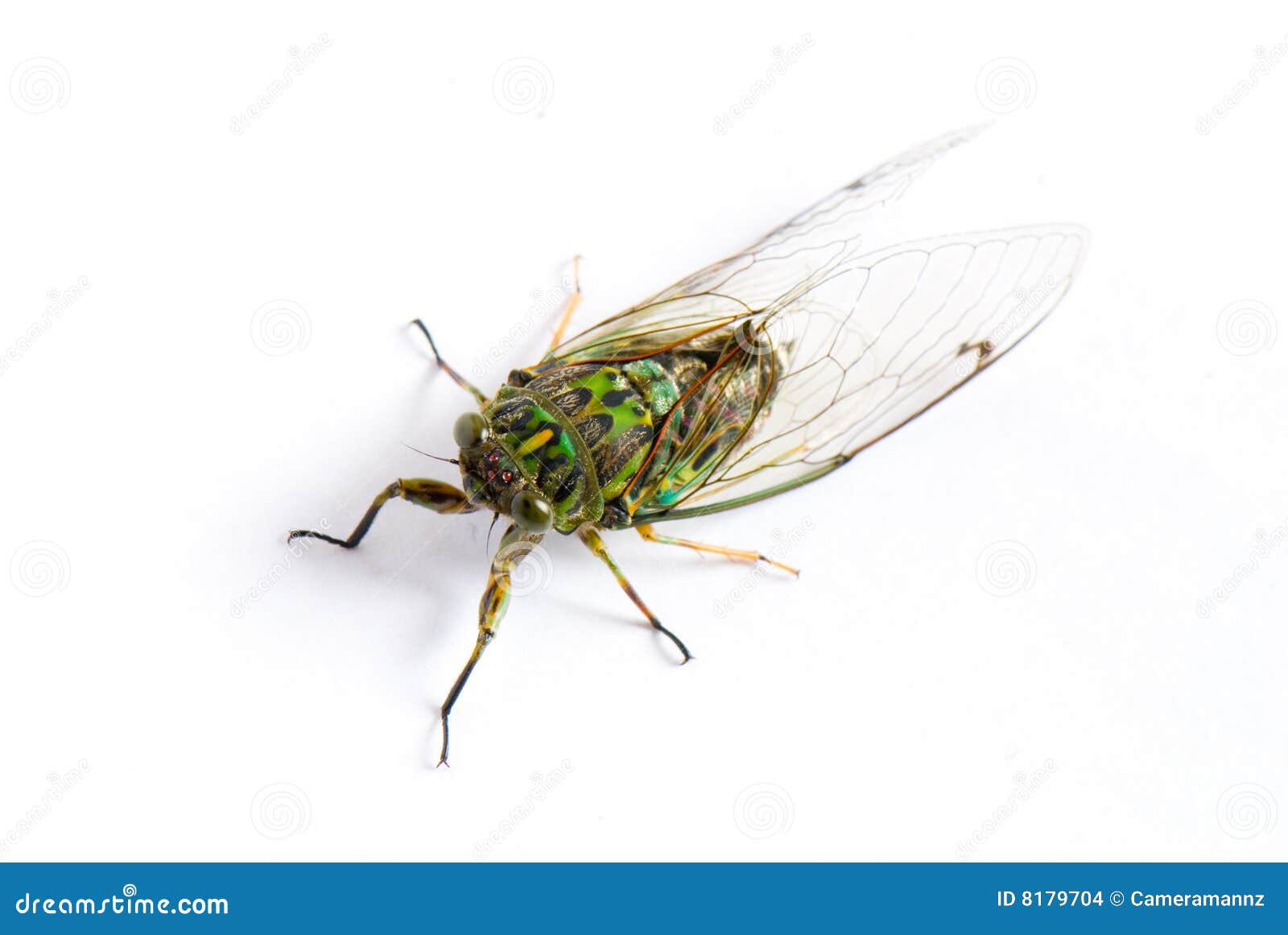 A macro shot of cicada stock photo. Image of closeup, environment - 8179704