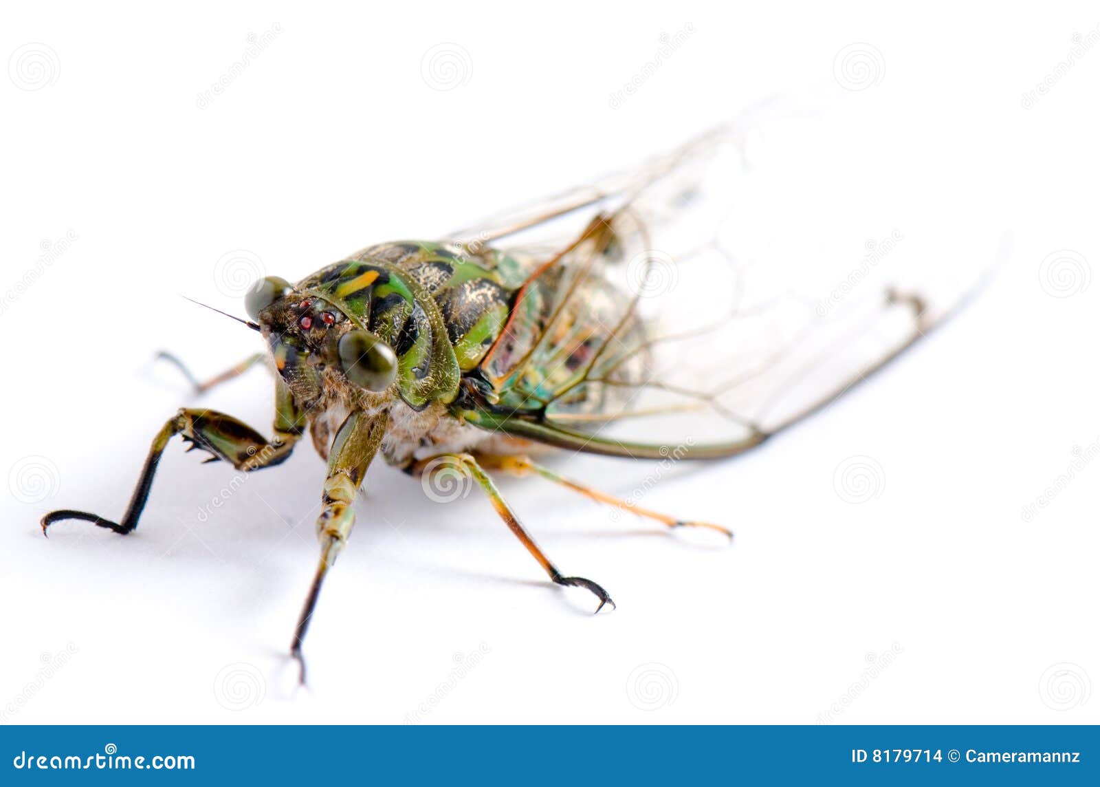 A macro shot of cicada stock photo. Image of cicada, detail - 8179714
