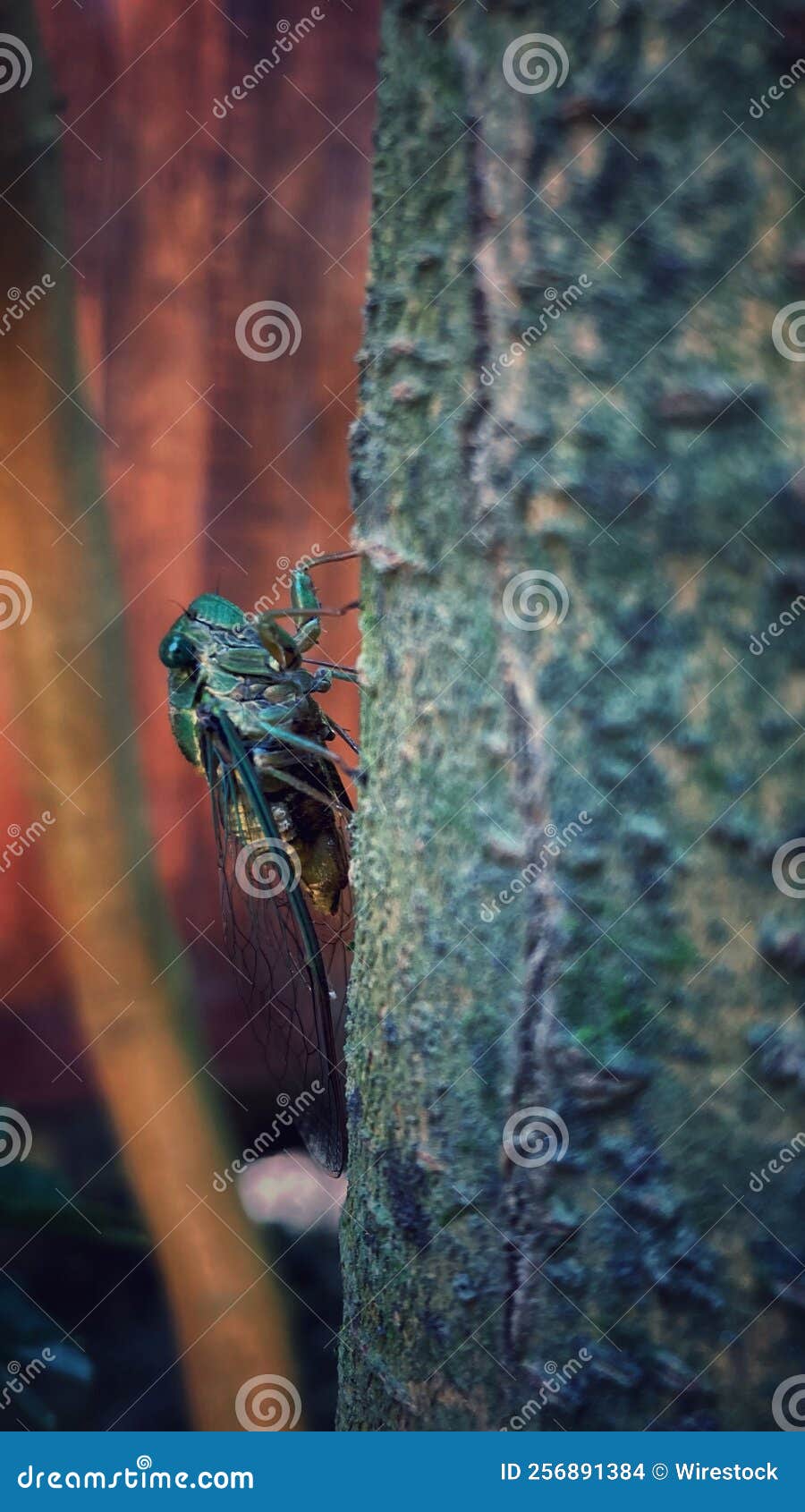 Macro Shot of a Cicada on a Tree in the Amazon Rainforest of Peru Stock ...