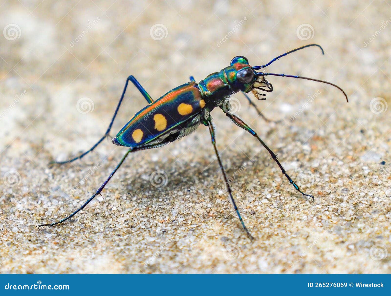 Macro Shot of a Cicindela Aurulenta on a Rock Surface Stock Image ...