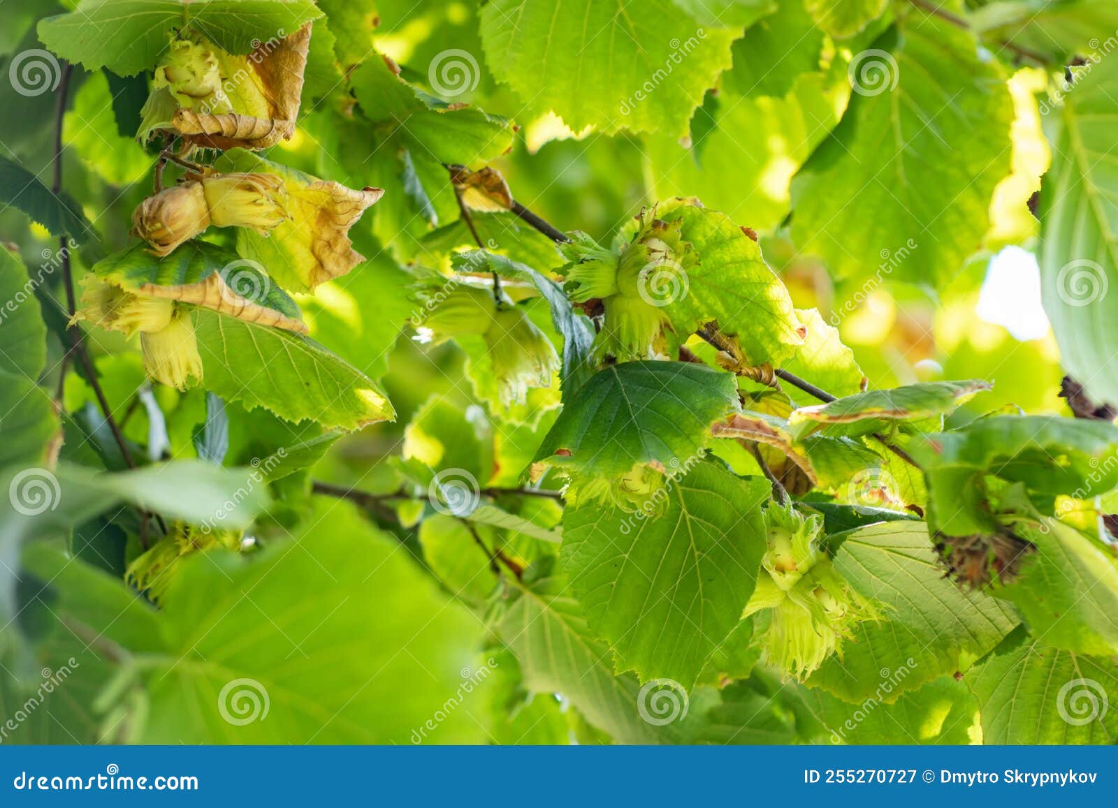 A Macro Shot of a Cluster of Hazelnuts Hanging from the Branches of a ...