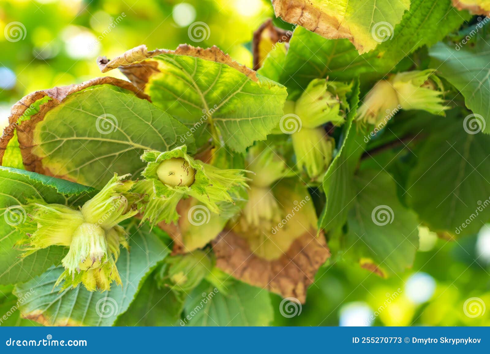 A Macro Shot of a Cluster of Hazelnuts Hanging from the Branches of a ...