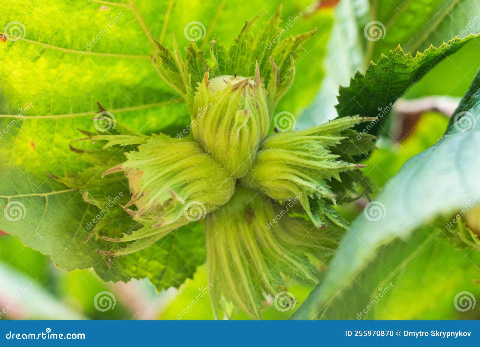 A Macro Shot of a Cluster of Hazelnuts Hanging from the Branches of a ...