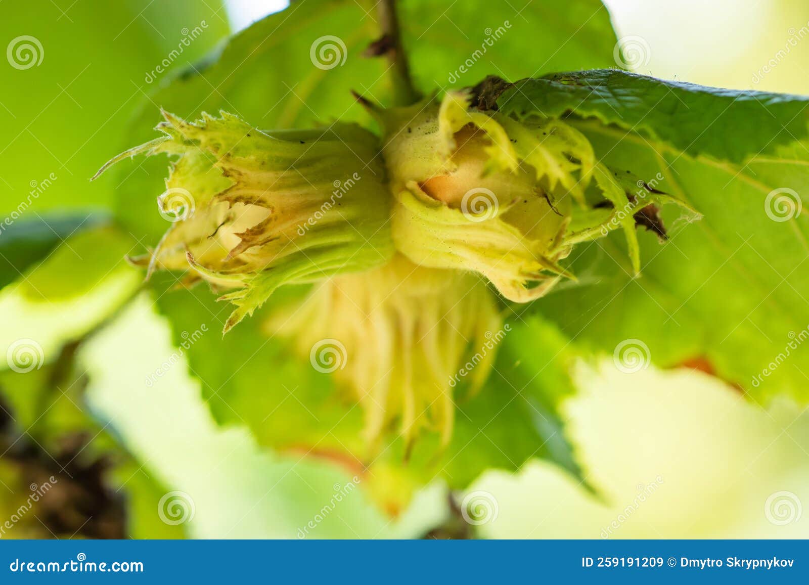 A Macro Shot of a Cluster of Hazelnuts Hanging from the Branches of a ...